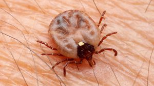 Tick Talk | Learn about Ticks and Tickborne Illnesses