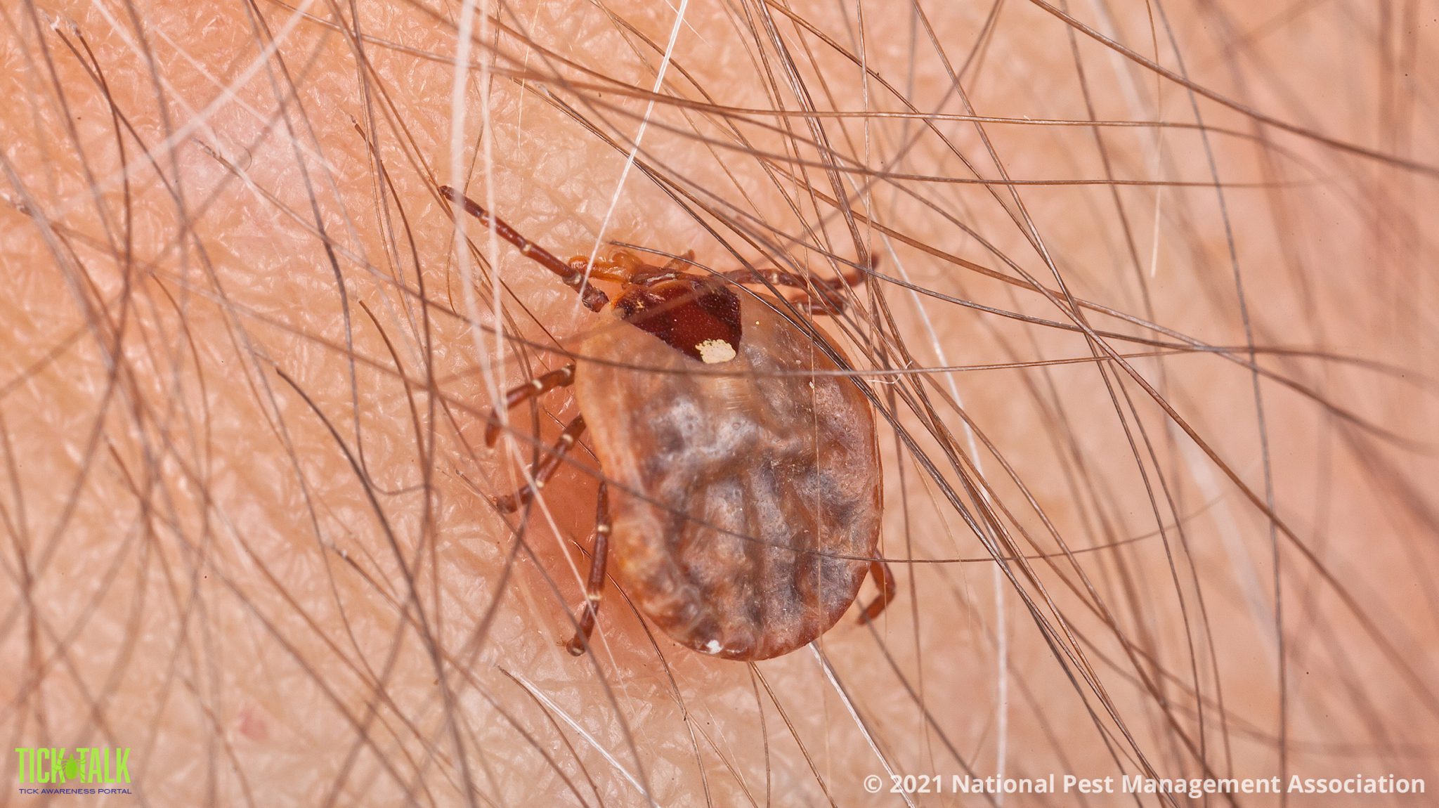 Tick Talk | Photos of Ticks
