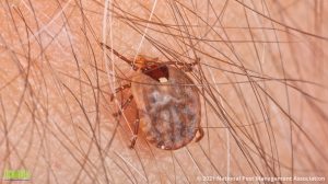 Tick Talk | Photos of Ticks