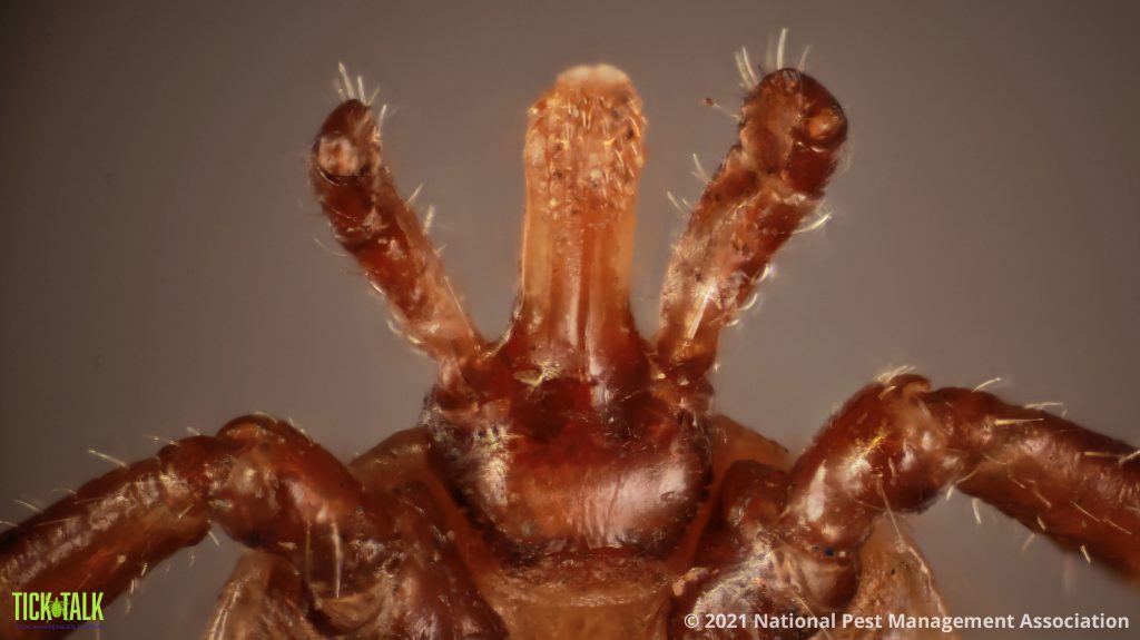 Tick Talk | Photos of Ticks