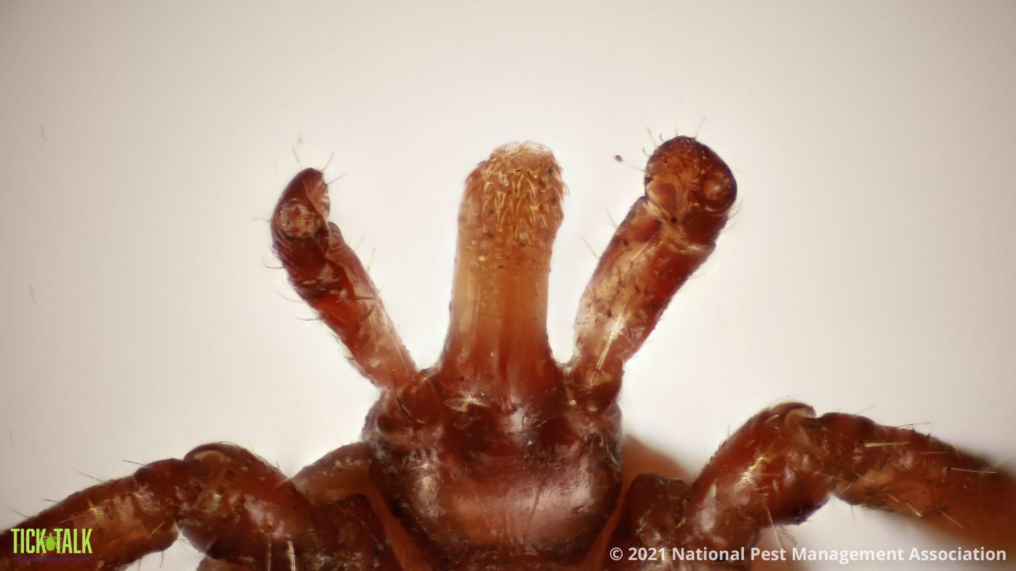 Tick Talk | Photos of Ticks