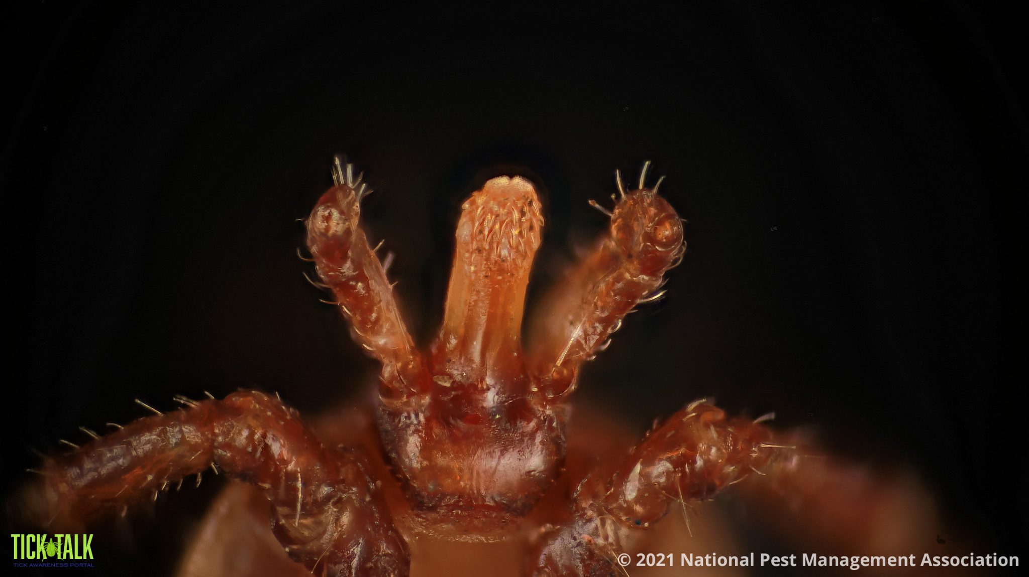 Tick Talk | Photos of Ticks