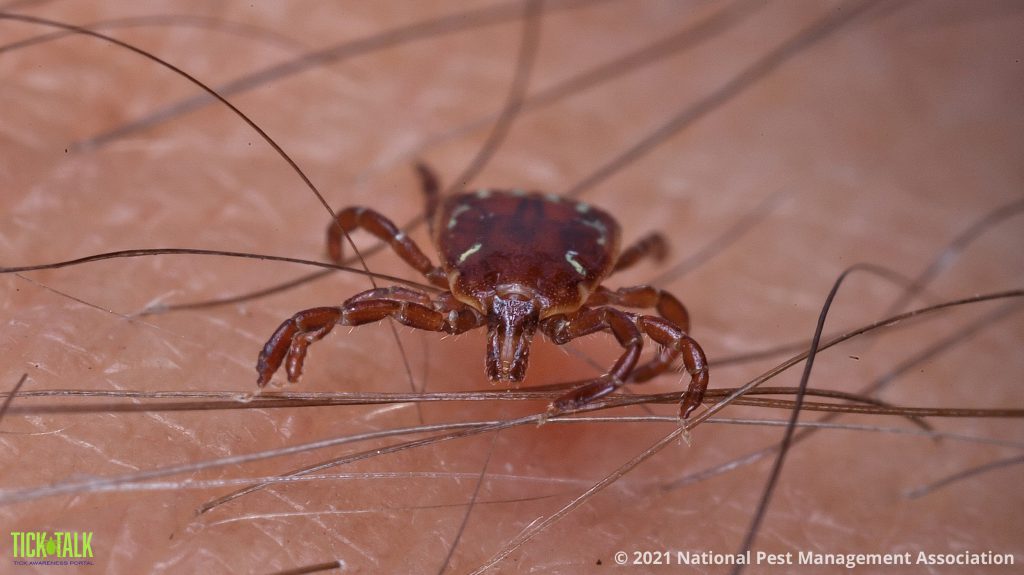 Tick Talk | Photos of Ticks