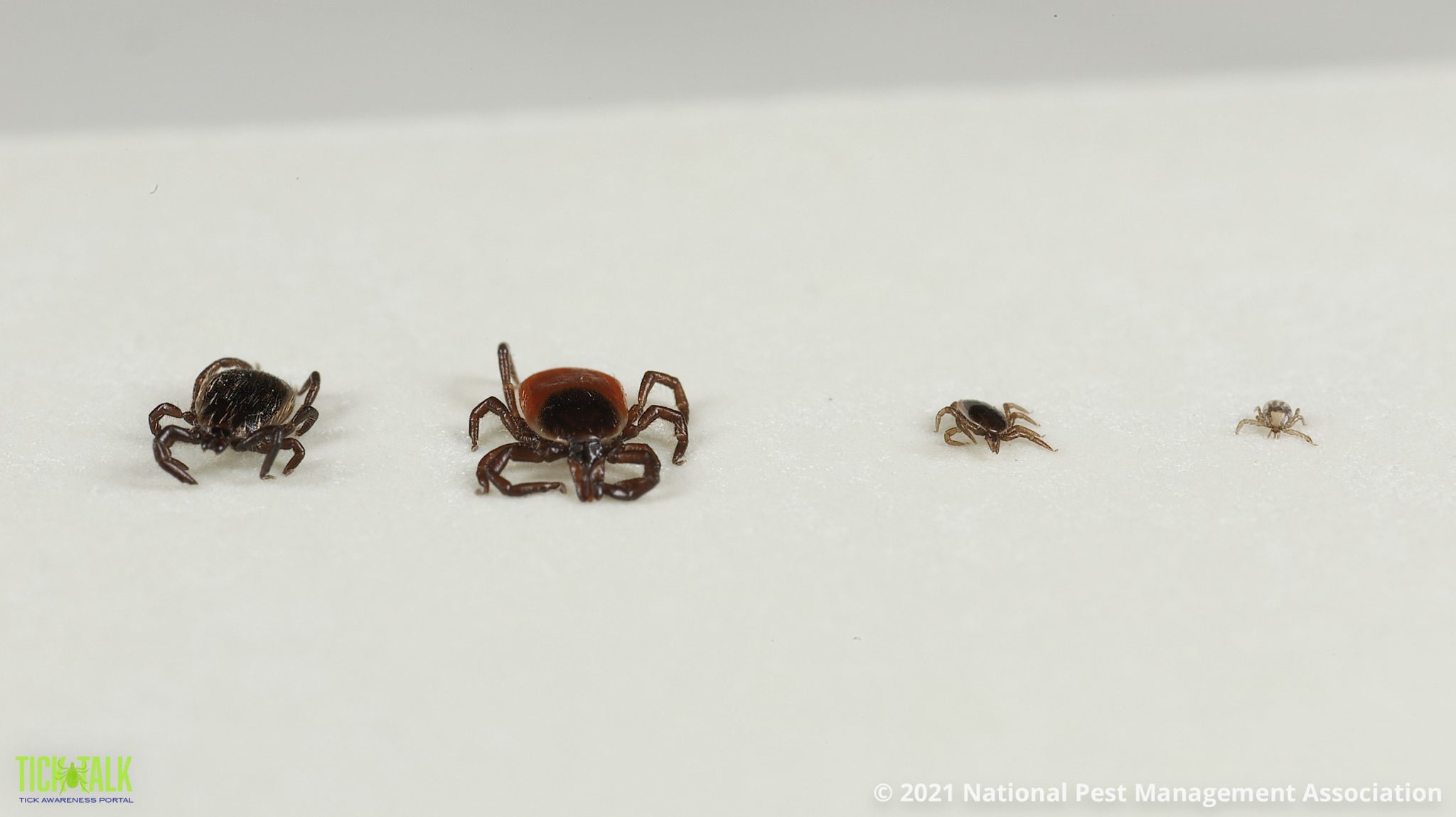 Tick Talk | Photos of Ticks