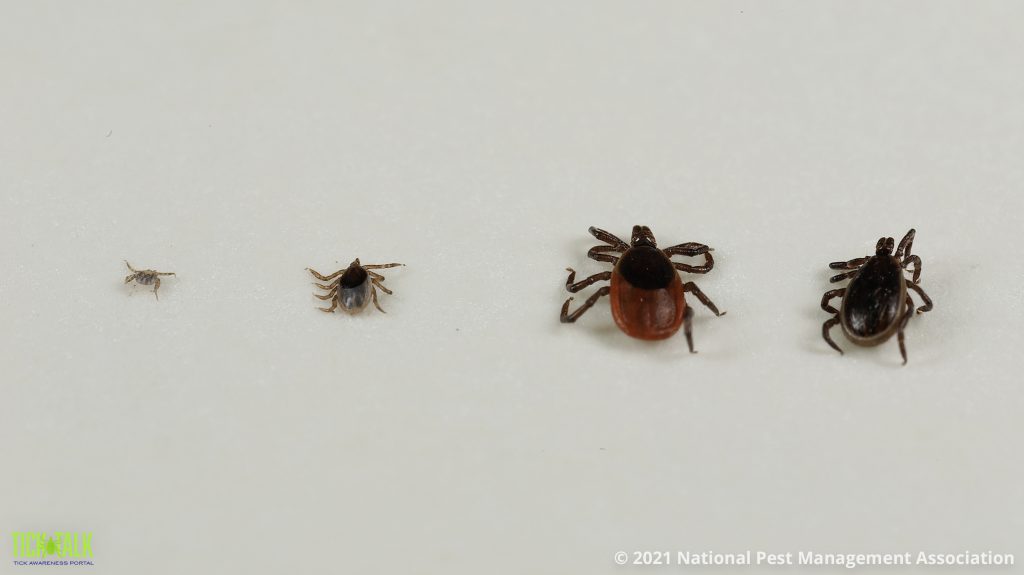 Tick Talk | Photos of Ticks