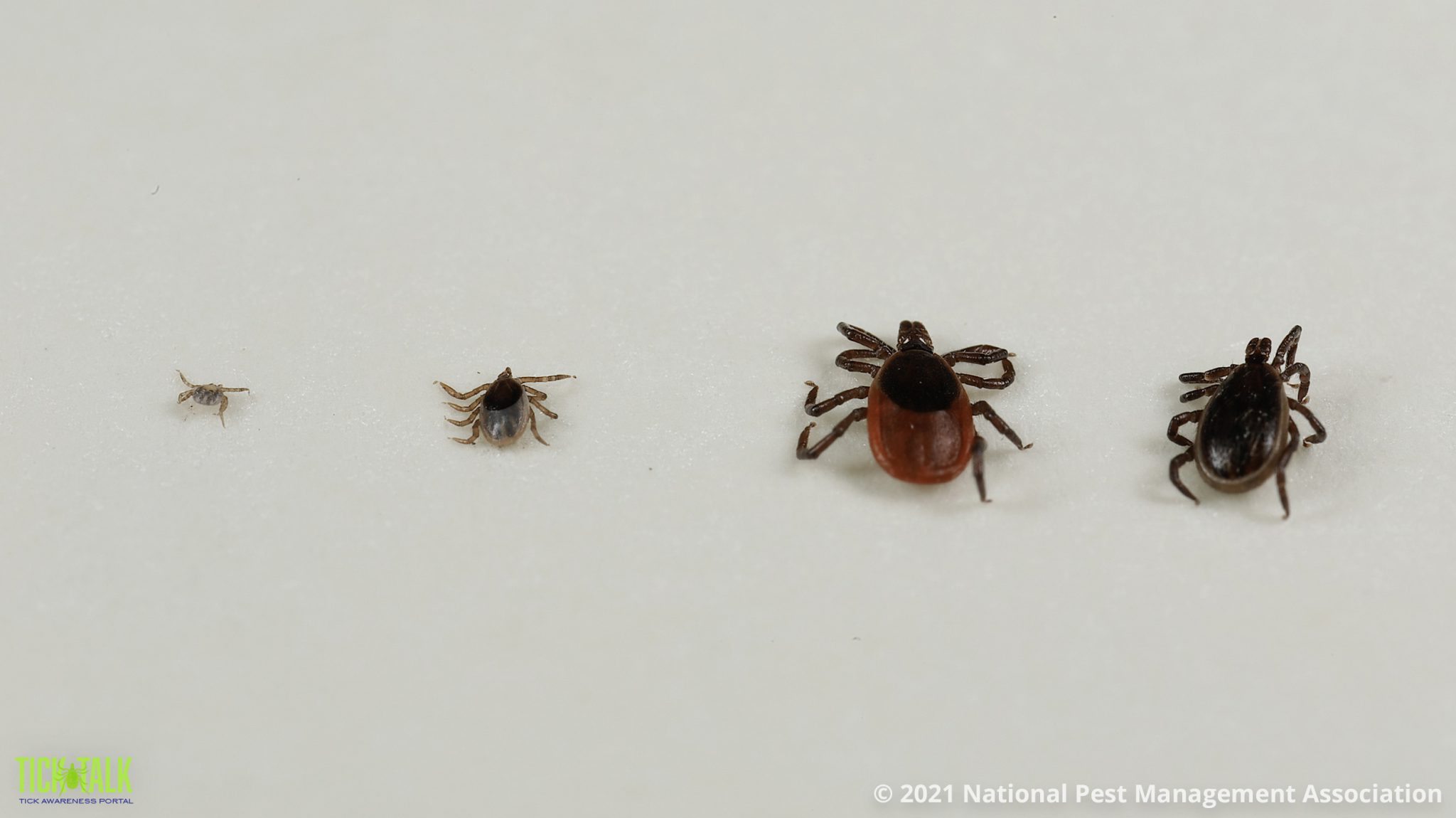 Tick Talk | Photos of Ticks