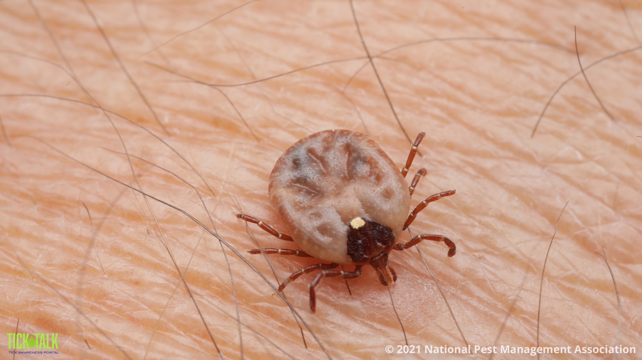 Tick Talk | Photos of Ticks