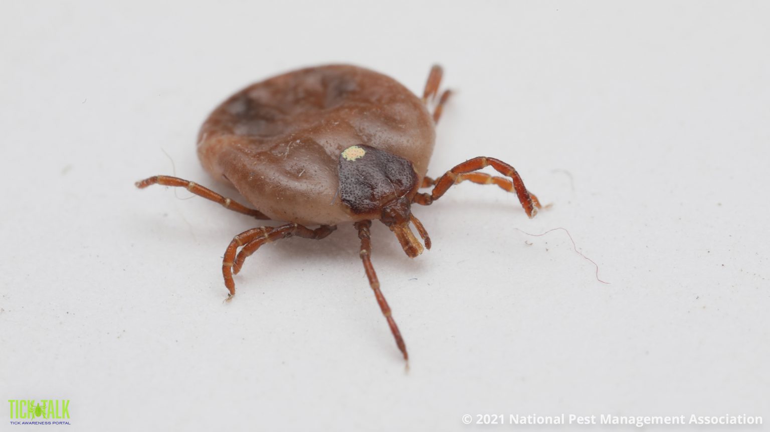 Tick Talk | Photos of Ticks