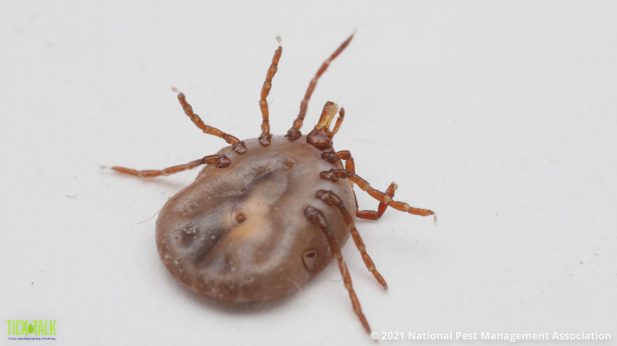 Tick Talk | Photos of Ticks