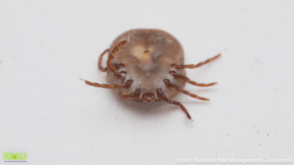 Tick Talk | Photos of Ticks