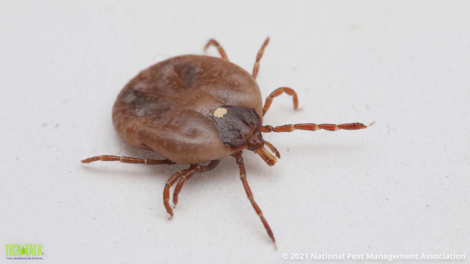 Tick Talk | Photos of Ticks