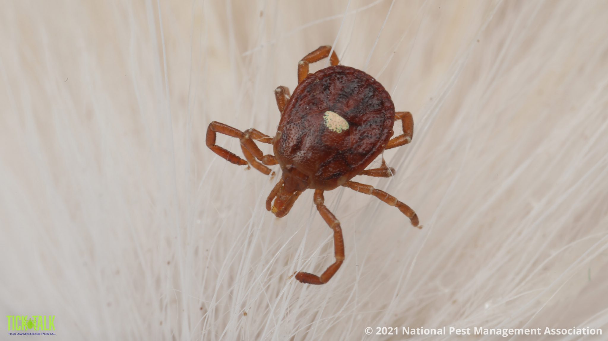Tick Talk | Photos of Ticks