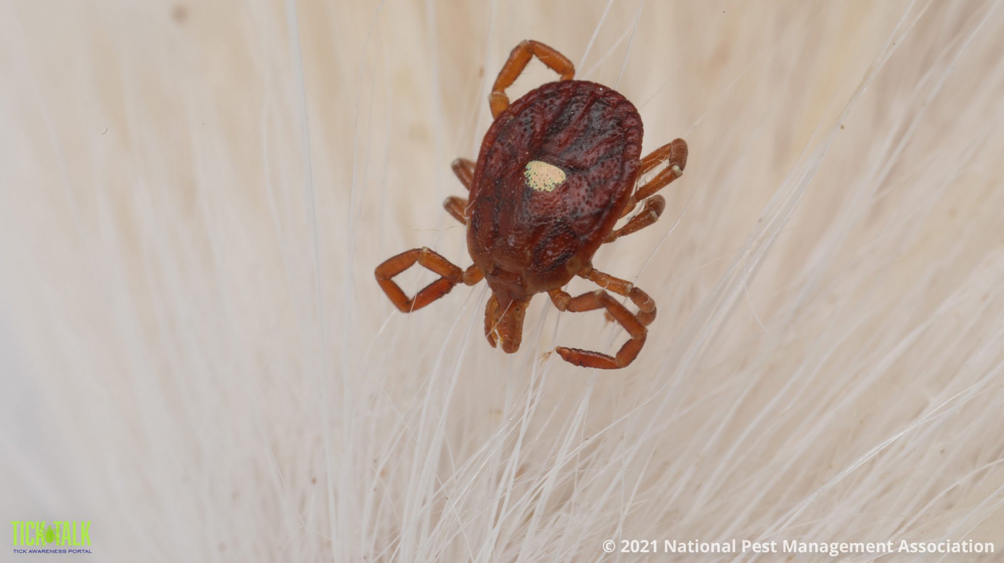 Tick Talk | Photos of Ticks