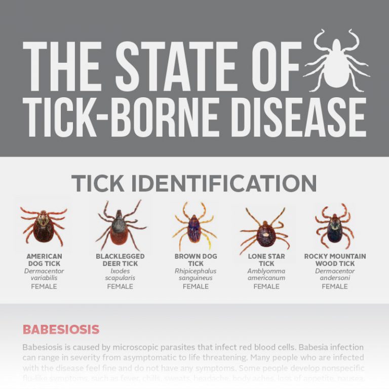 Tick Talk | Infographics about Tickborne Disease and Removing a Tick