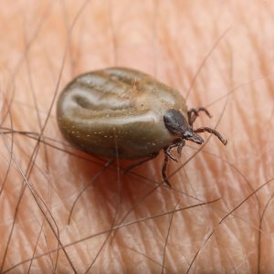 Tick Talk | The Mechanics of a Tick Bite