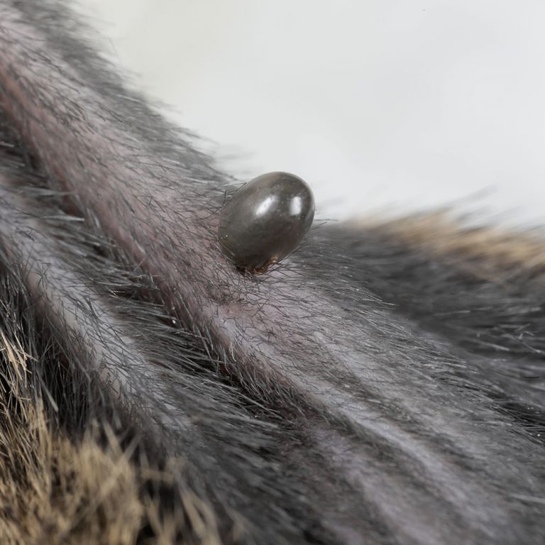 Tick Talk | The Mechanics of a Tick Bite