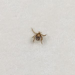 Tick Talk | The Life Cycle of a Tick with Photos