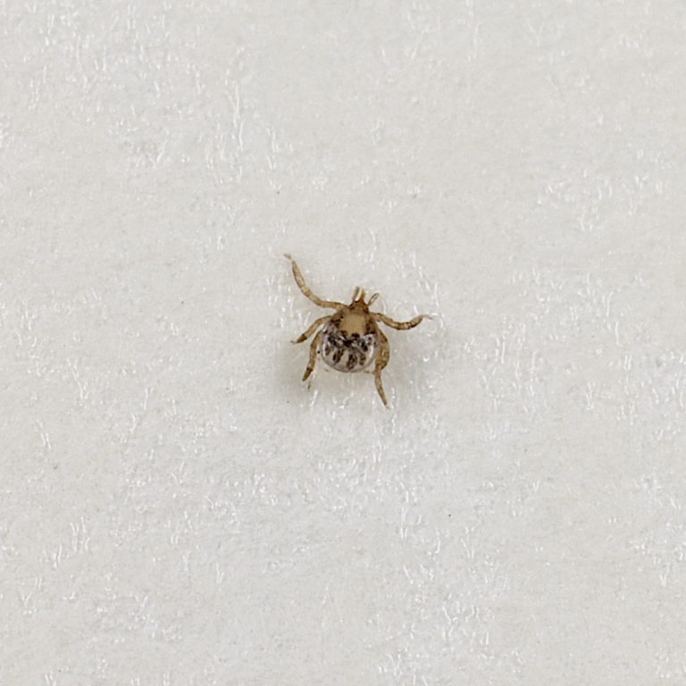 Tick Talk | The Life Cycle of a Tick with Photos