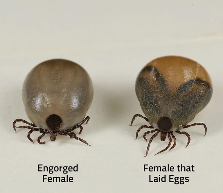 Tick Talk | The Life Cycle of a Tick with Photos